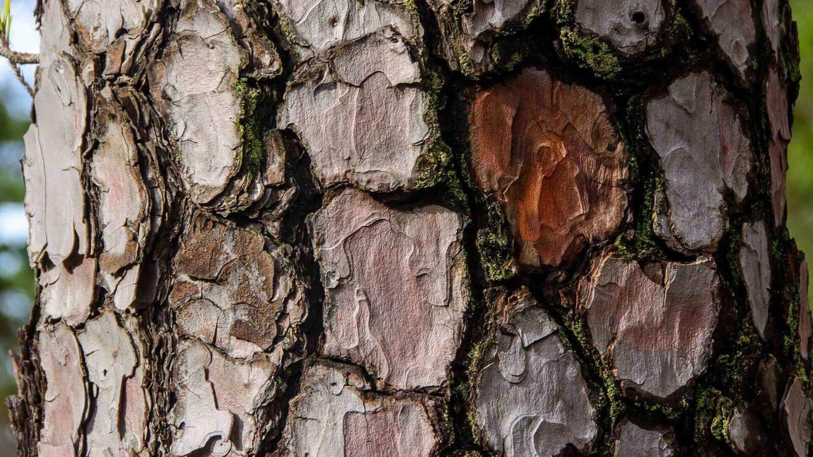 Charco del Cieno Scientific Interest Area | La Gomera